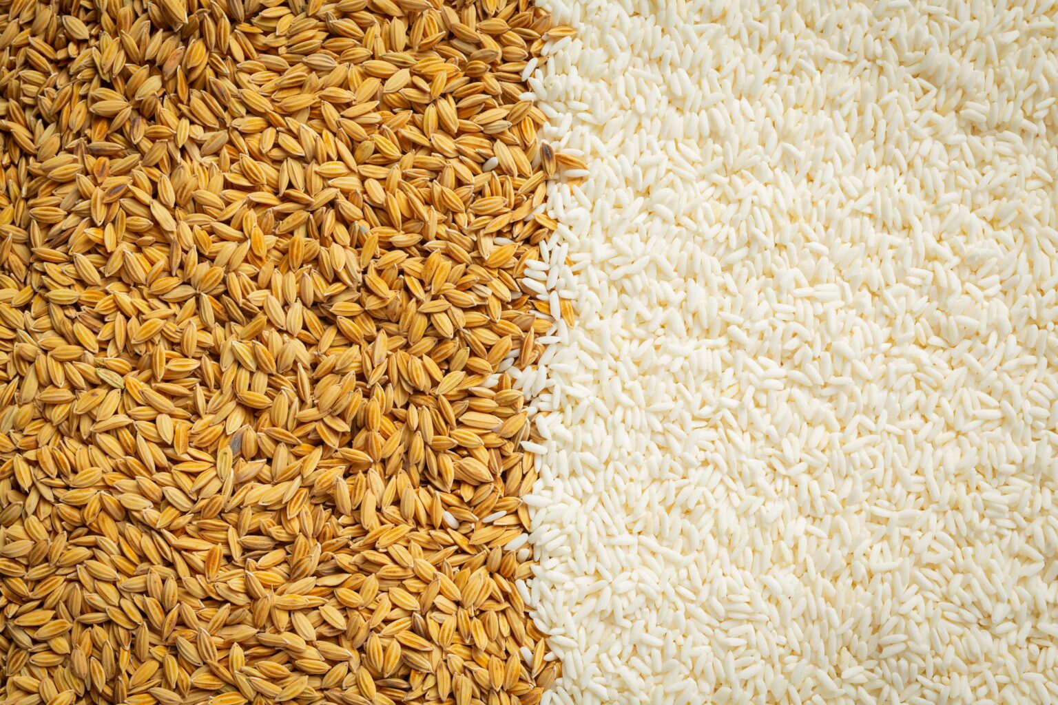 Rice Bran Quality Testing & Nutritional Profiling Services